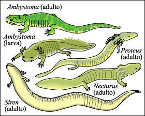 biologia: EVOLUCION SEGUN DARWIN